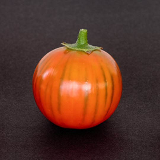 Turkish Eggplant 'Turkish Orange' (Solanum aethiopicum) | Terre promise